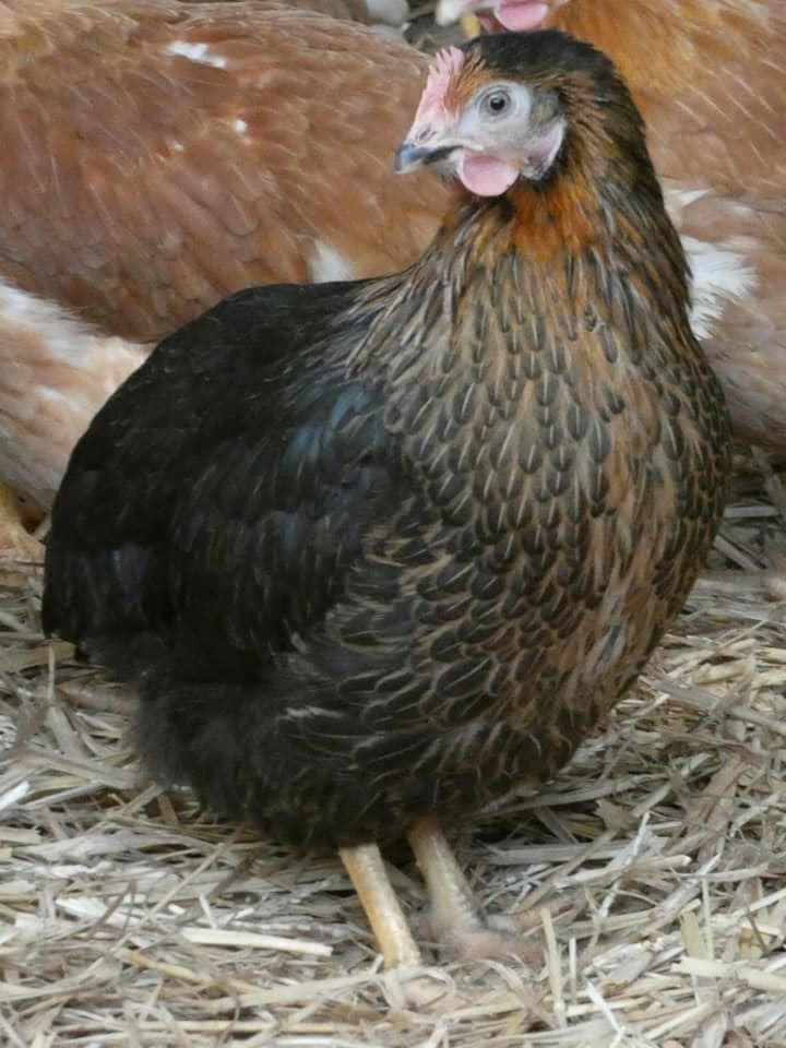 Poule pondeuse - harco - Ferme Delecluse